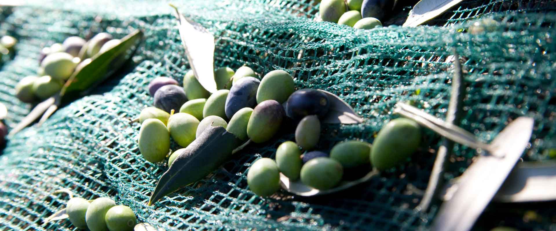 Olio di oliva DOP: significato e caratteristiche - Magazine