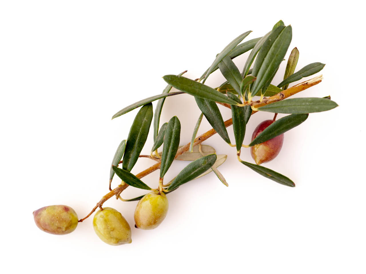 Olio EVO Monocultivar Athinolia | Fratelli Carli